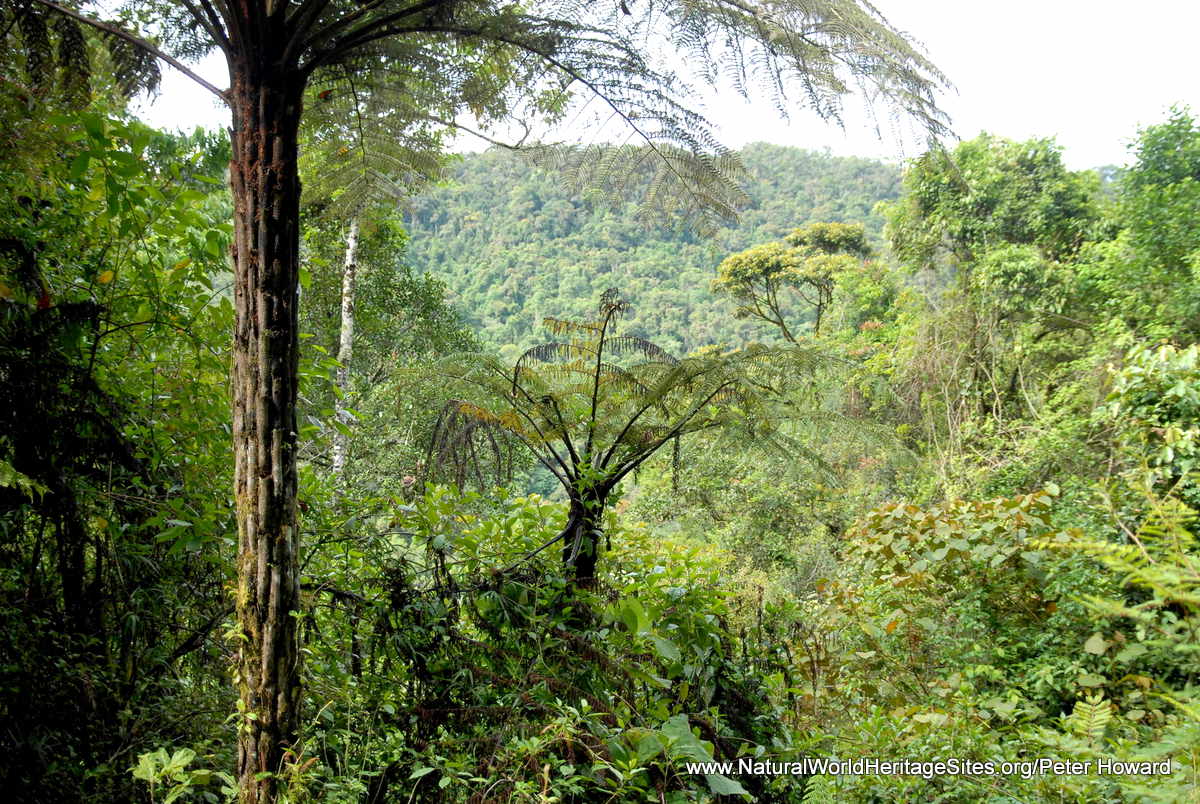 Rainforests of the Atsinanana | Natural World Heritage Sites