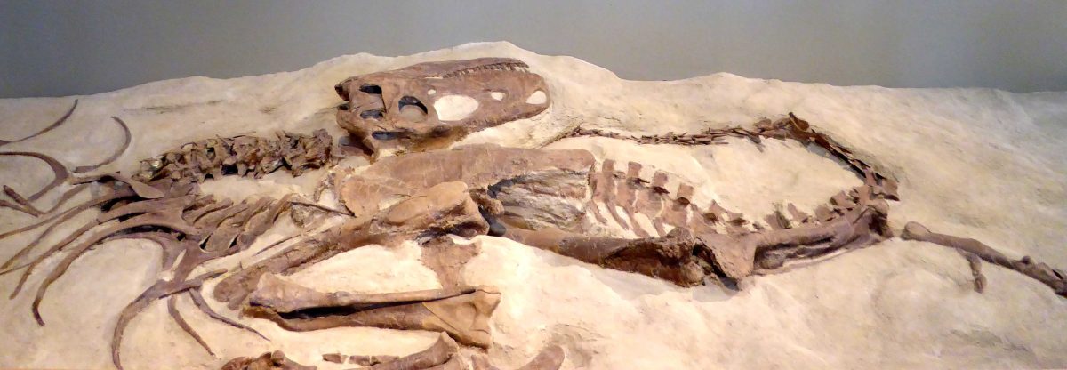 THE FOSSIL RECORD | Natural World Heritage Sites