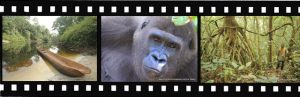 Dja Faunal Reserve | Natural World Heritage Sites