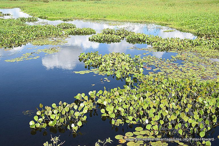 Cerrado Protected Areas | Natural World Heritage Sites