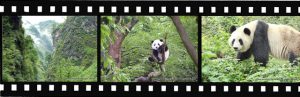 Sichuan Giant Panda Sanctuaries | Natural World Heritage Sites