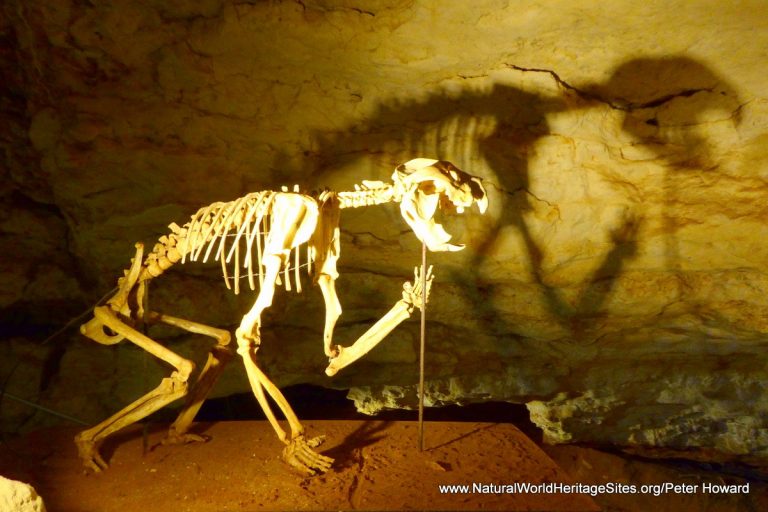 THE FOSSIL RECORD | Natural World Heritage Sites