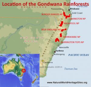 Gondwana Rainforests of Australia | Natural World Heritage Sites