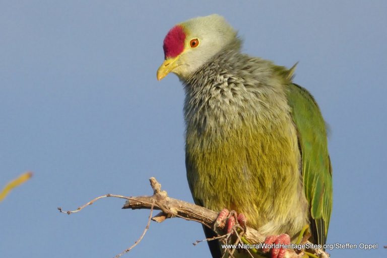 Gough and Inaccessible Islands | Natural World Heritage Sites