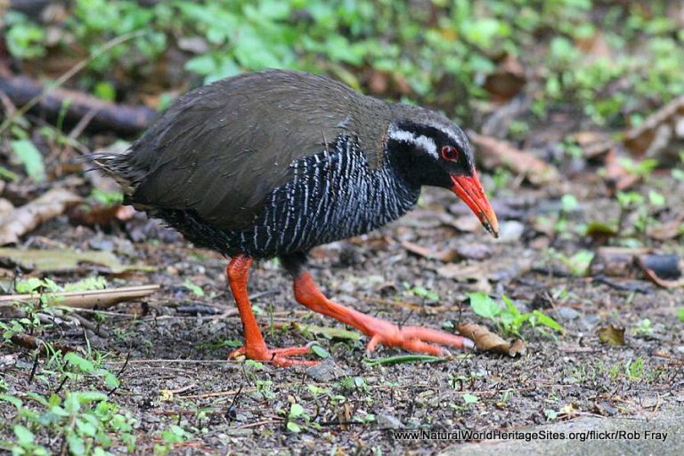 East Rennell | Natural World Heritage Sites