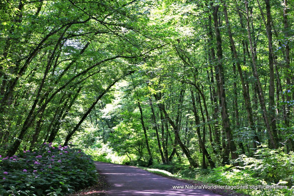 Hyrcanian Forests - Natural World Heritage Sites