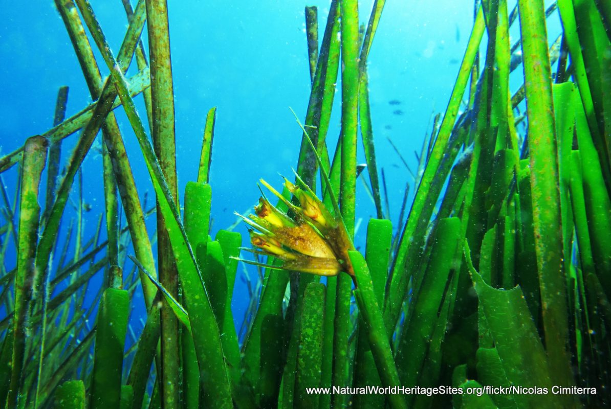Tubbataha Reefs Natural Park | Natural World Heritage Sites