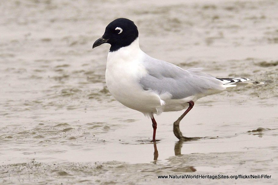 Migratory Bird Sanctuaries along the coast of Yellow Sea-Bohai Gulf of ...
