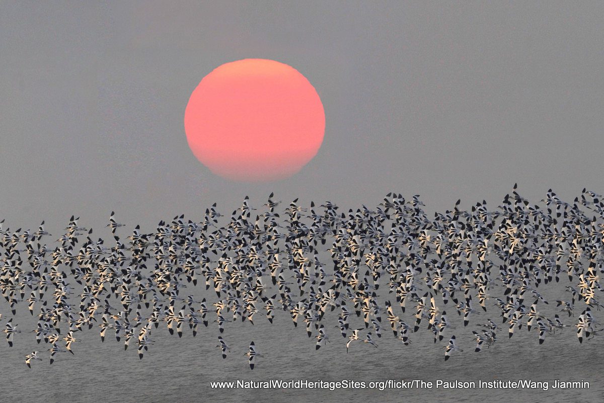 Migratory Bird Sanctuaries along the coast of Yellow Sea-Bohai Gulf of ...