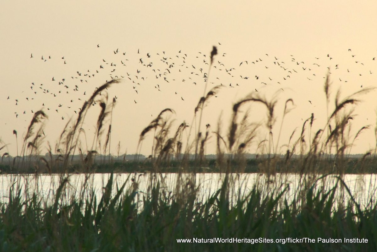 Migratory Bird Sanctuaries along the coast of Yellow Sea-Bohai Gulf of ...