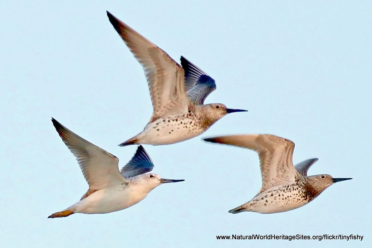 Migratory Bird Sanctuaries along the coast of Yellow Sea-Bohai Gulf of ...