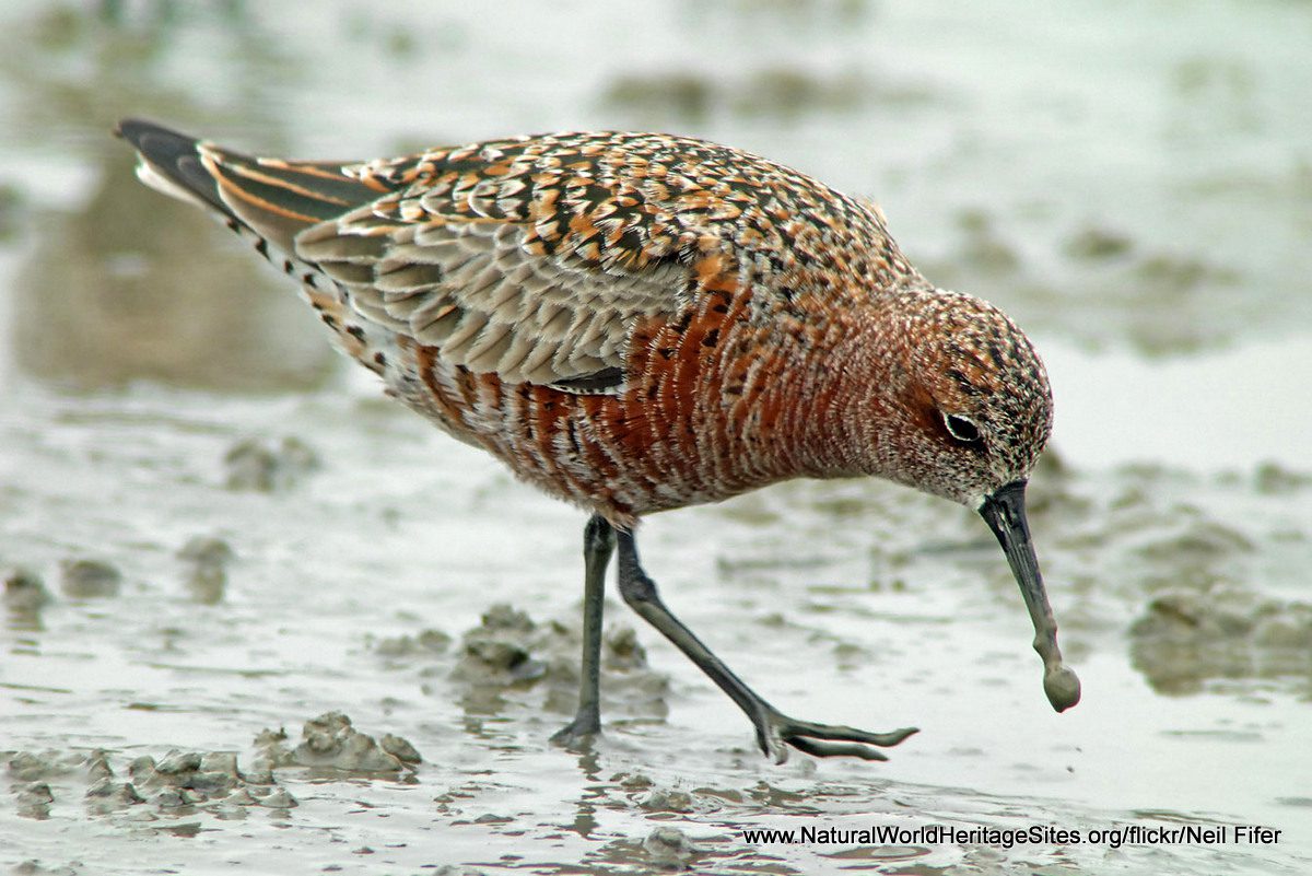 Migratory Bird Sanctuaries along the coast of Yellow Sea-Bohai Gulf of ...
