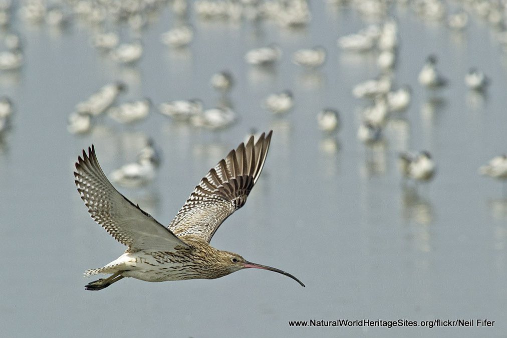 Migratory Bird Sanctuaries along the coast of Yellow Sea-Bohai Gulf of ...