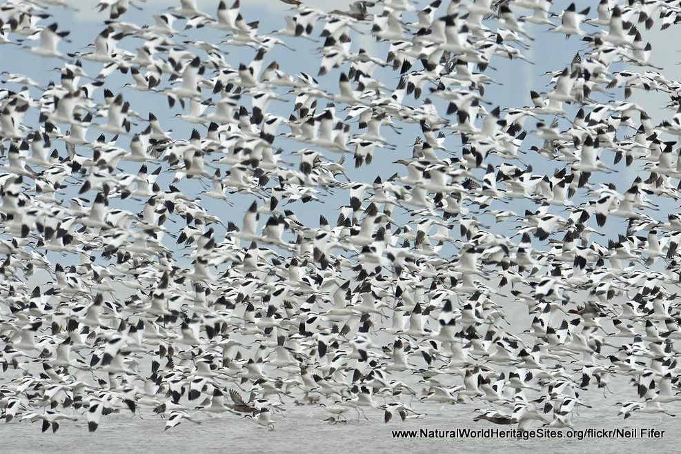 Migratory Bird Sanctuaries along the coast of Yellow Sea-Bohai Gulf of ...