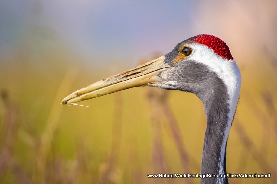 Migratory Bird Sanctuaries along the coast of Yellow Sea-Bohai Gulf of ...