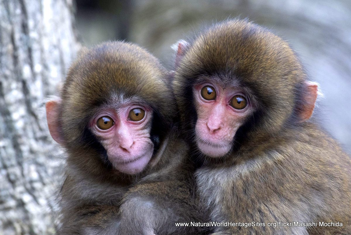 Shirakami-Sanchi | Natural World Heritage Sites