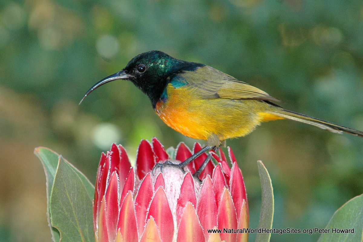 Cape Floral Region Protected Areas | Natural World Heritage Sites