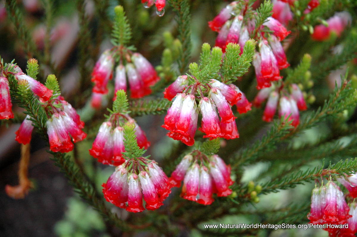 Cape Floral Region Protected Areas