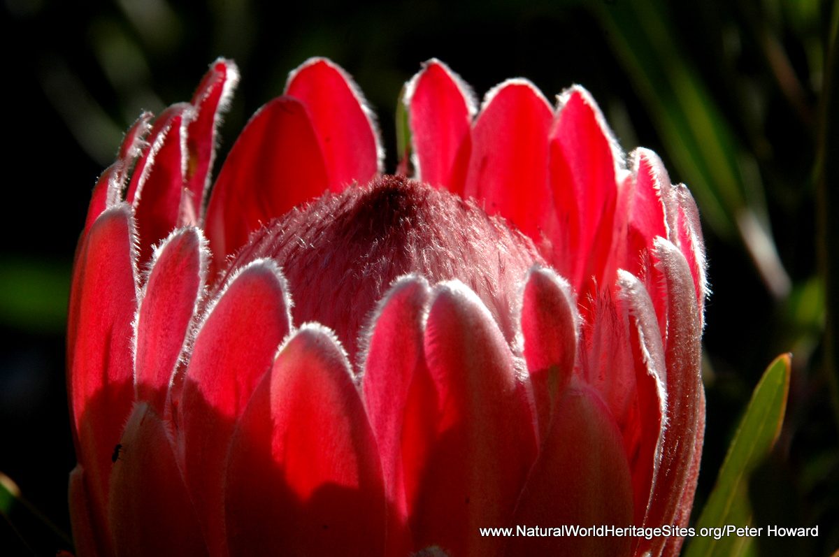 Cape Floral Region Protected Areas
