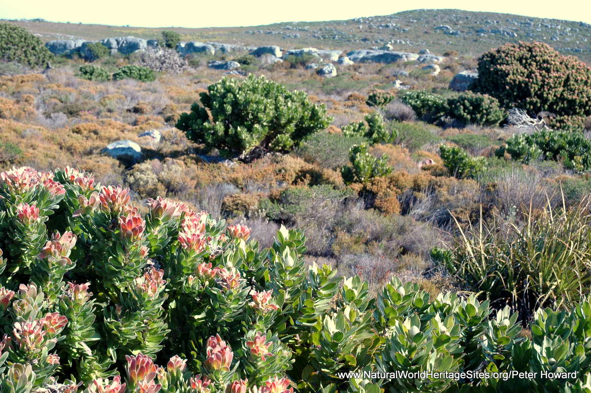 Cape Floral Region Protected Areas