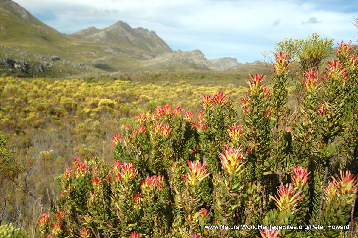 Cape Floral Region Protected Areas