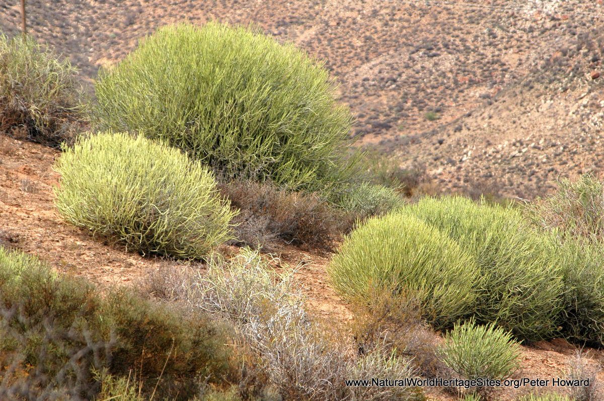 Cape Floral Region Protected Areas
