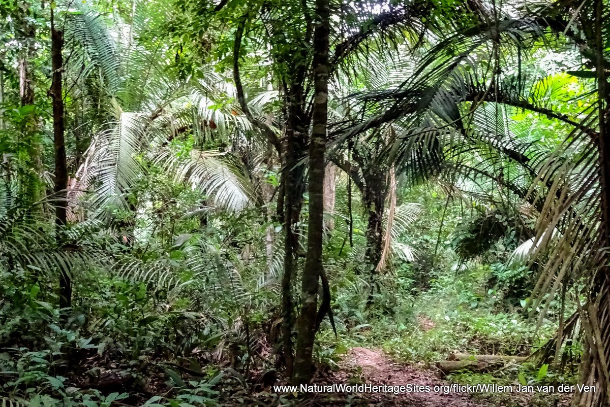 Central Suriname Nature Reserve Voltzberg Granite Dome Mountain,
