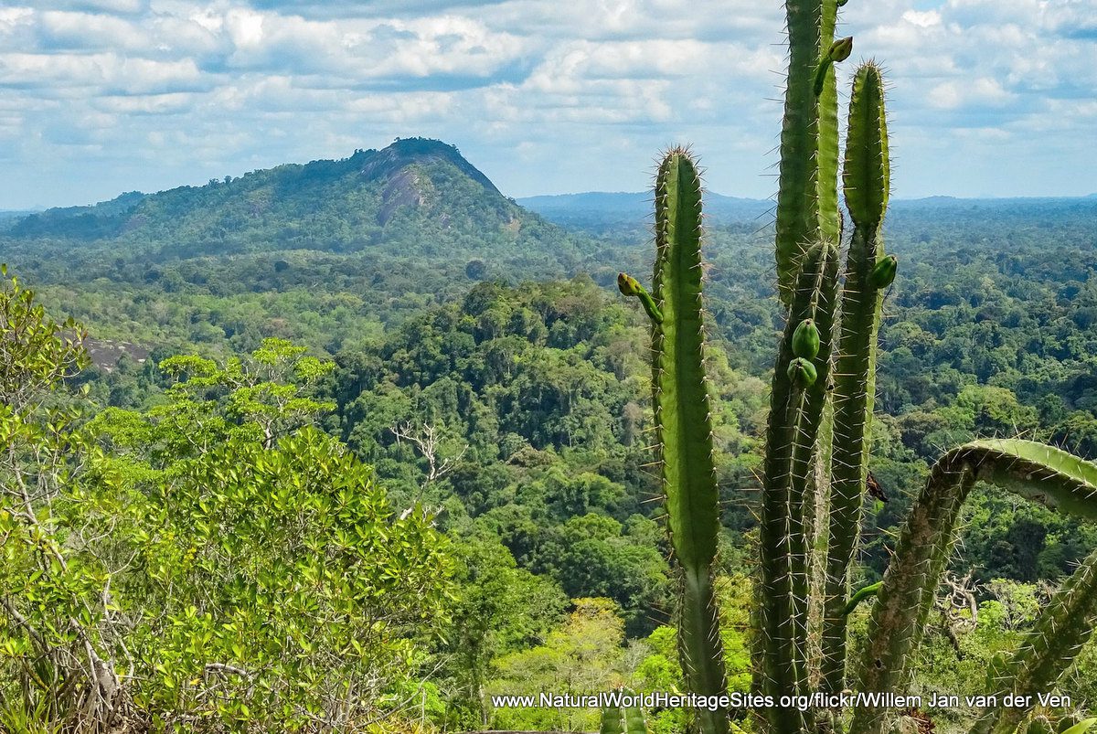 Suriname Nature Coalition For Rainforest Nations On X: "🇸🇷