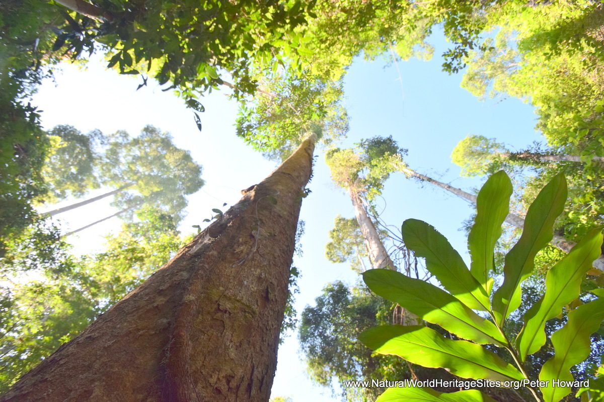 Dong Phayayen-Khao Yai Forest Complex - Natural World Heritage Sites