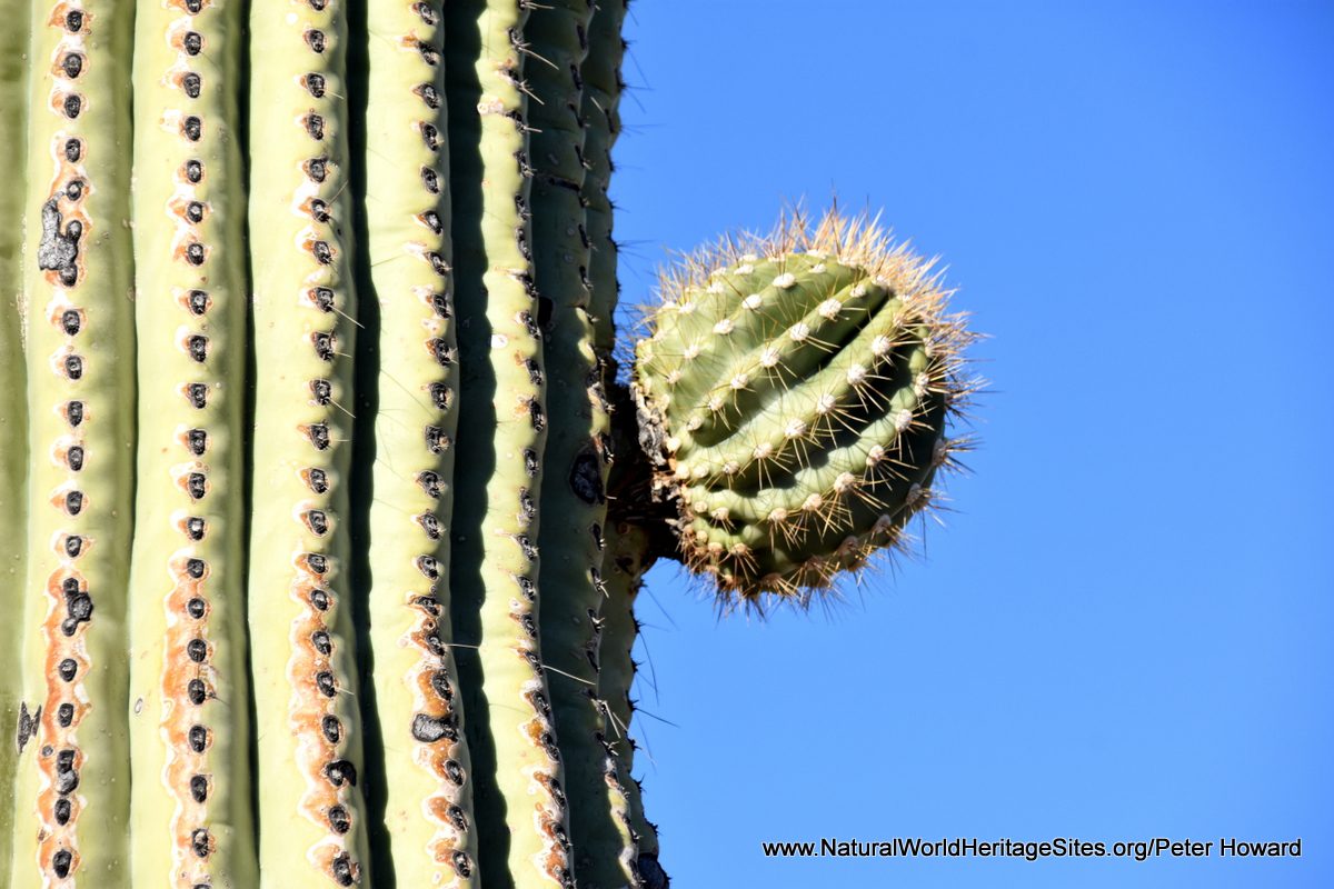 El Pinacate and Gran Desierto de Altar Biosphere Reserve | Natural ...