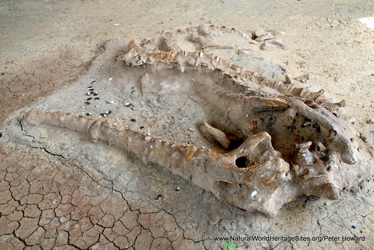 Lake Turkana National Parks | Natural World Heritage Sites