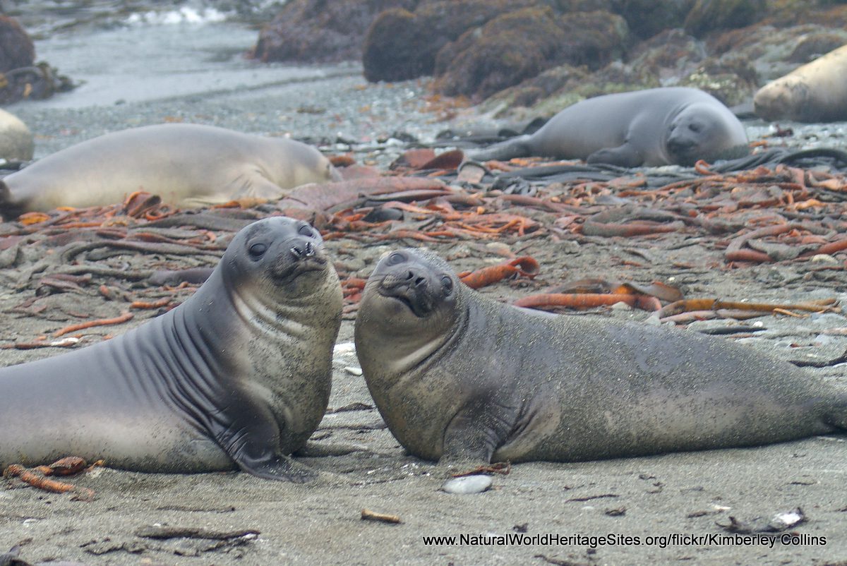 Macquarie Island | Natural World Heritage Sites