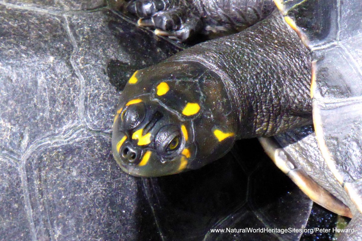 Central Amazon Conservation Complex | Natural World Heritage Sites