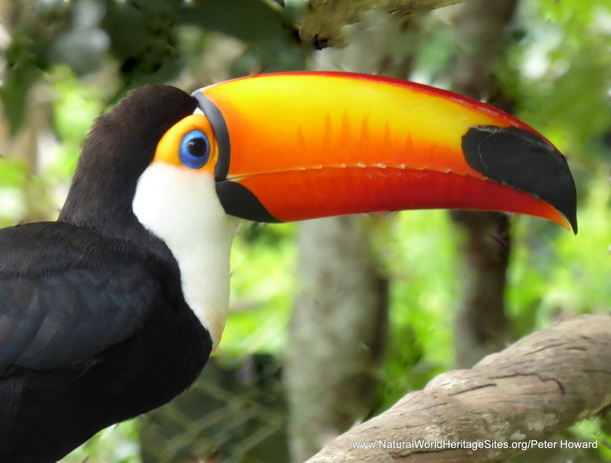 Central Amazon Conservation Complex | Natural World Heritage Sites