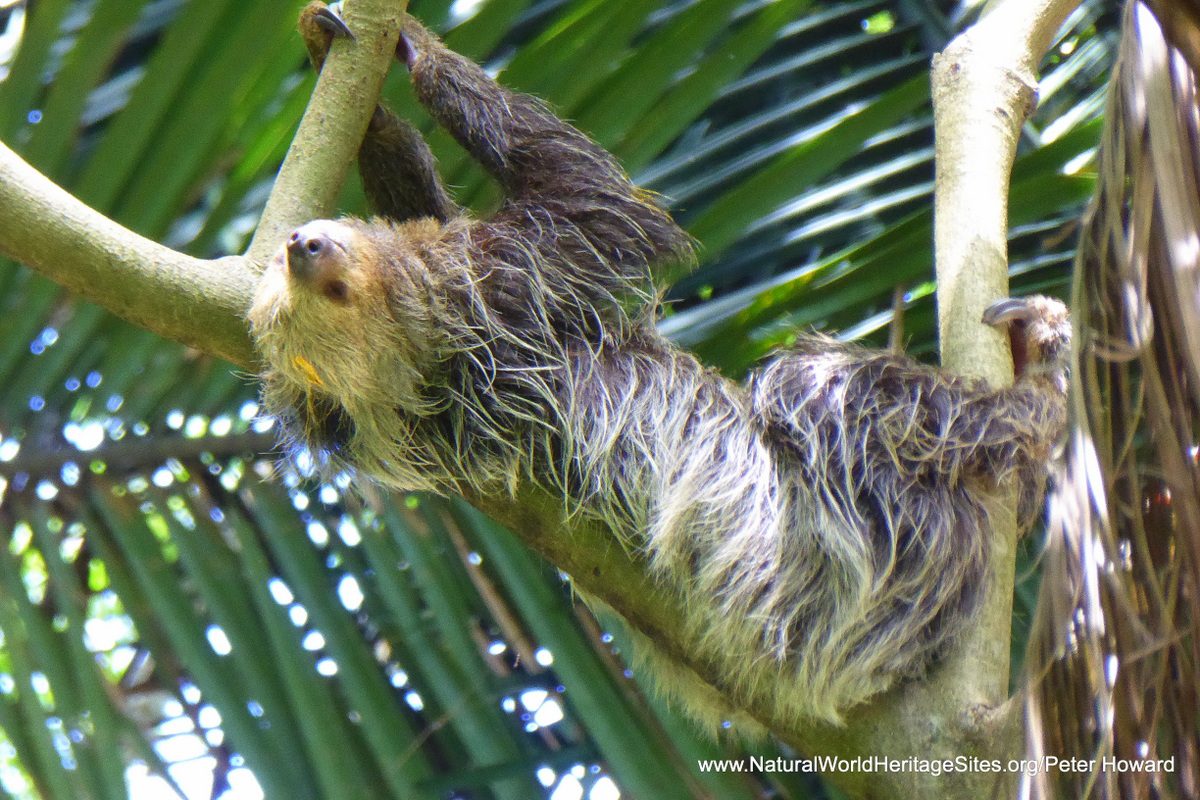 Central Amazon Conservation Complex | Natural World Heritage Sites