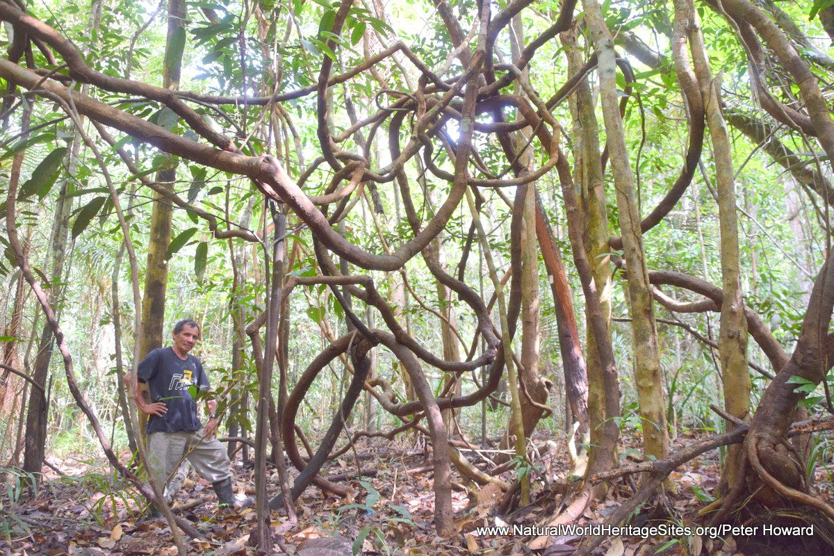 Central Amazon Conservation Complex | Natural World Heritage Sites