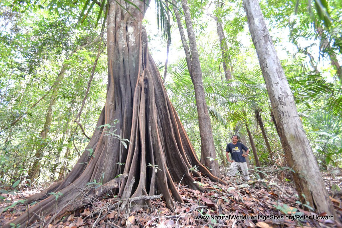Central Amazon Conservation Complex | Natural World Heritage Sites