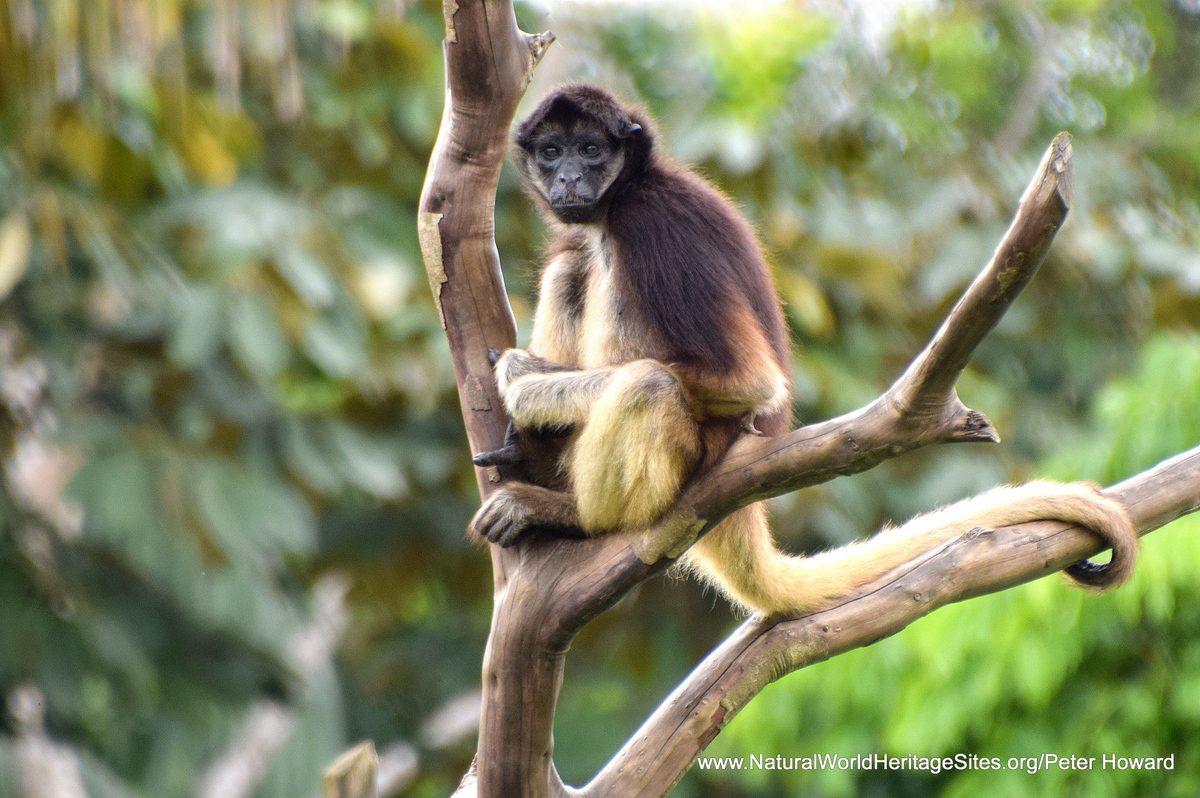 Central Amazon Conservation Complex | Natural World Heritage Sites