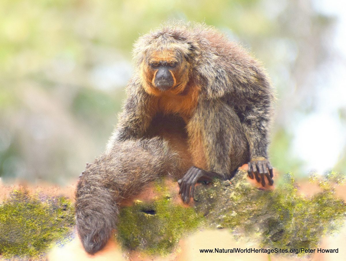 Central Amazon Conservation Complex | Natural World Heritage Sites