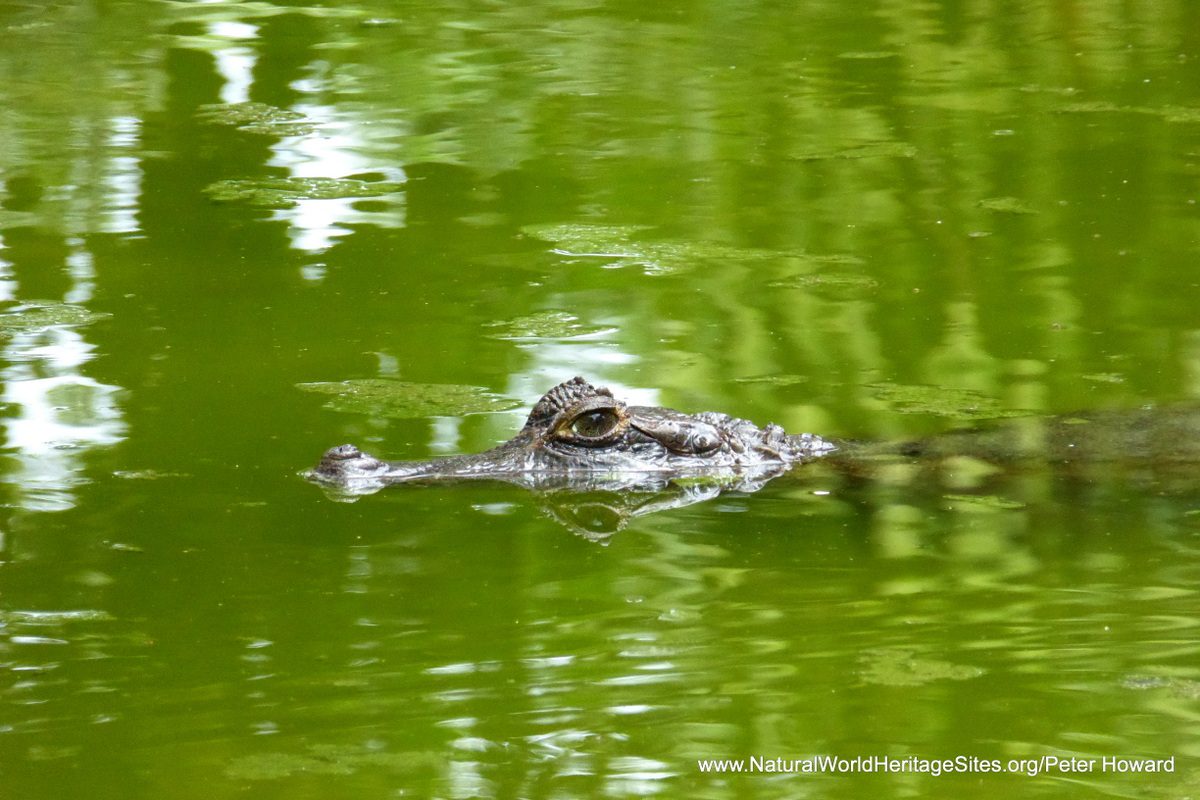 Central Amazon Conservation Complex | Natural World Heritage Sites