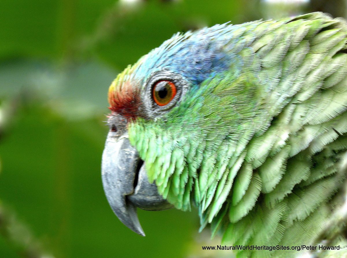 Central Amazon Conservation Complex | Natural World Heritage Sites