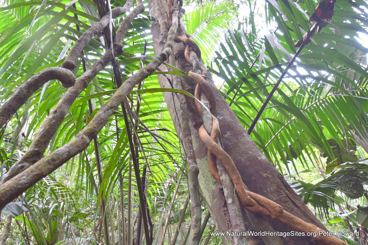 Central Amazon Conservation Complex | Natural World Heritage Sites