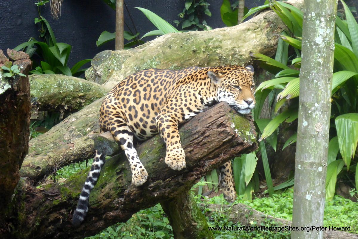 Central Amazon Conservation Complex | Natural World Heritage Sites