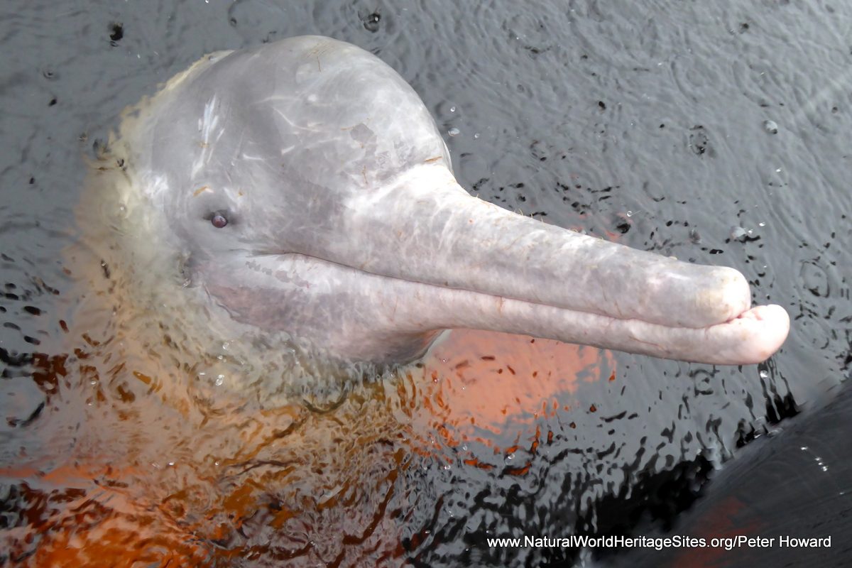 Central Amazon Conservation Complex | Natural World Heritage Sites