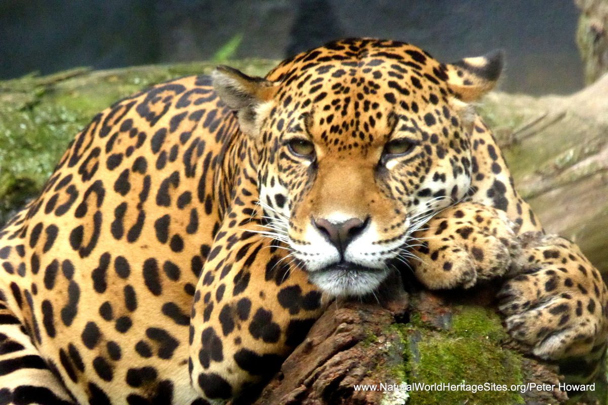 Central Amazon Conservation Complex | Natural World Heritage Sites