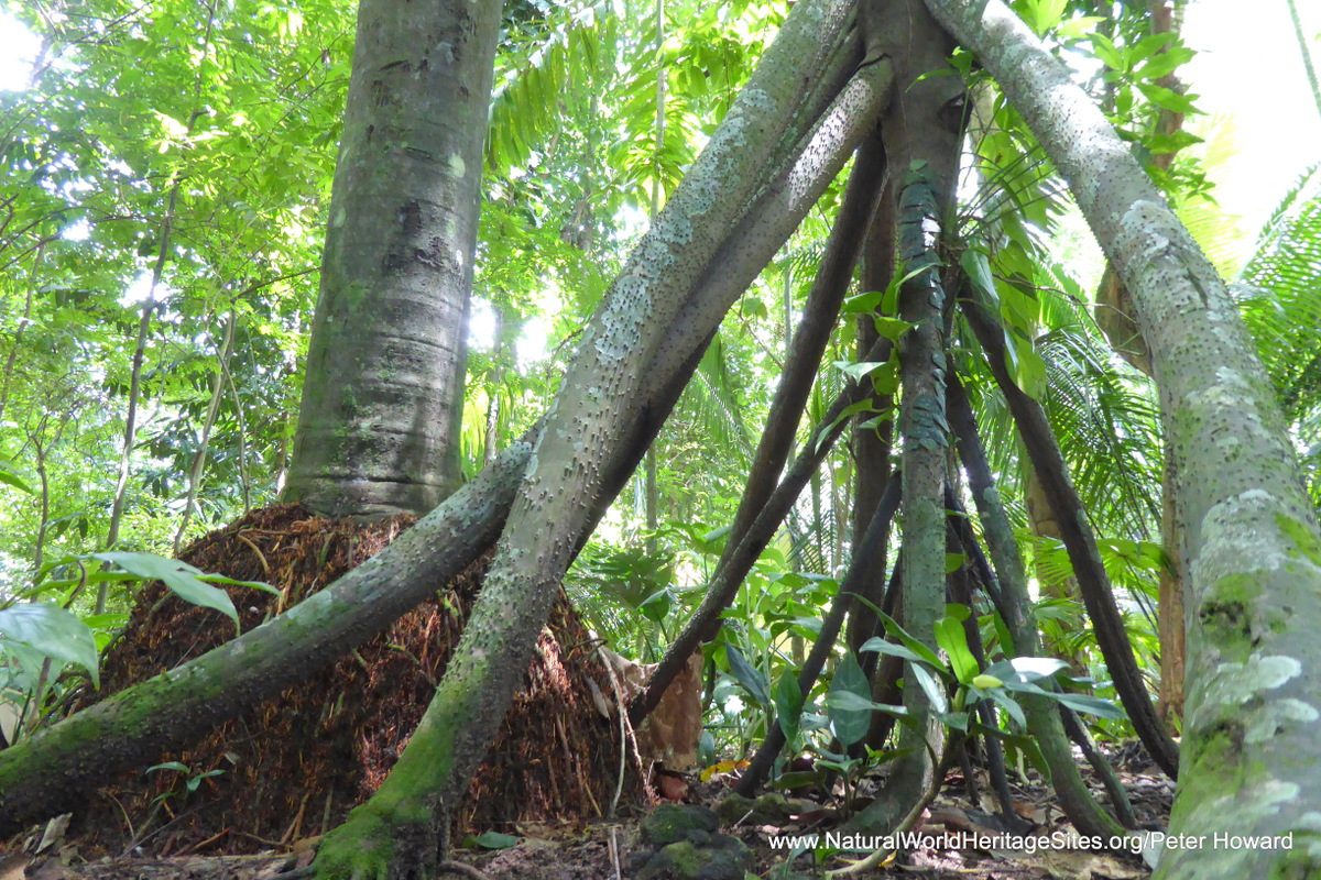 Central Amazon Conservation Complex | Natural World Heritage Sites