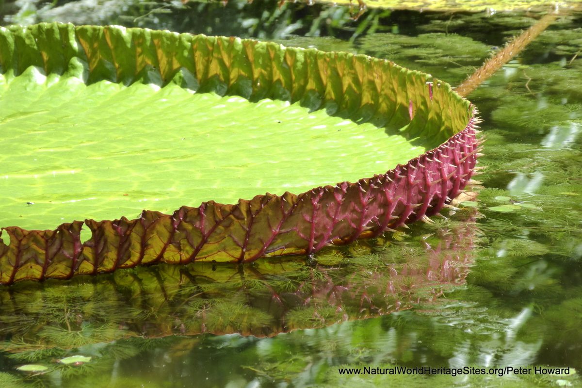 Central Amazon Conservation Complex | Natural World Heritage Sites