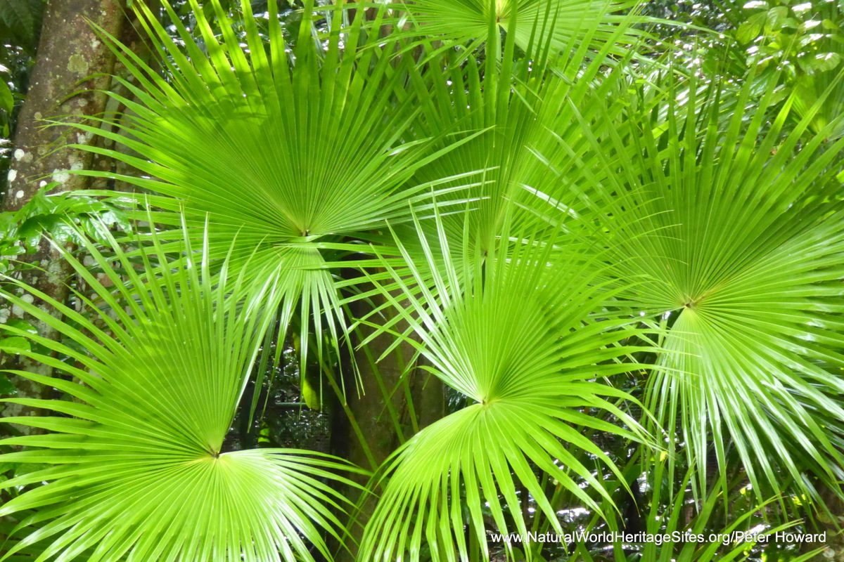 Central Amazon Conservation Complex | Natural World Heritage Sites