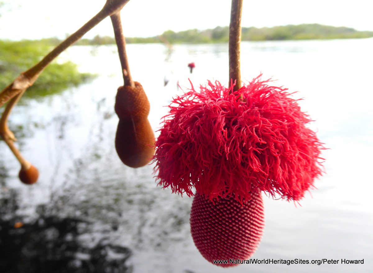 Central Amazon Conservation Complex | Natural World Heritage Sites