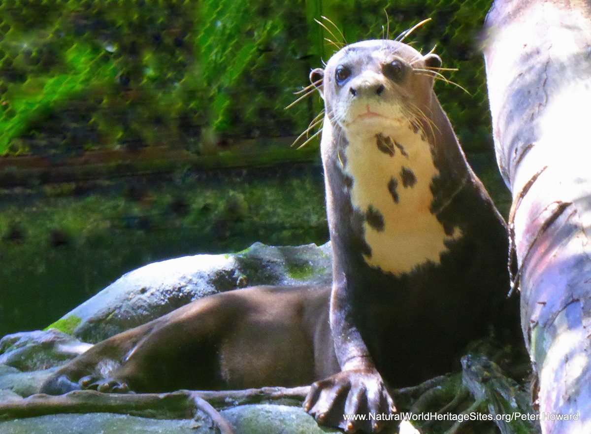 Central Amazon Conservation Complex | Natural World Heritage Sites